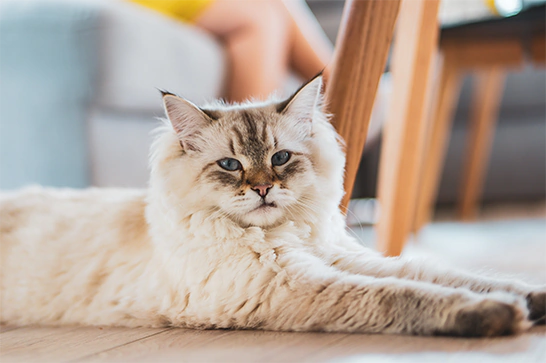 Angorá gato: Principais Características e Cuidados Essenciais